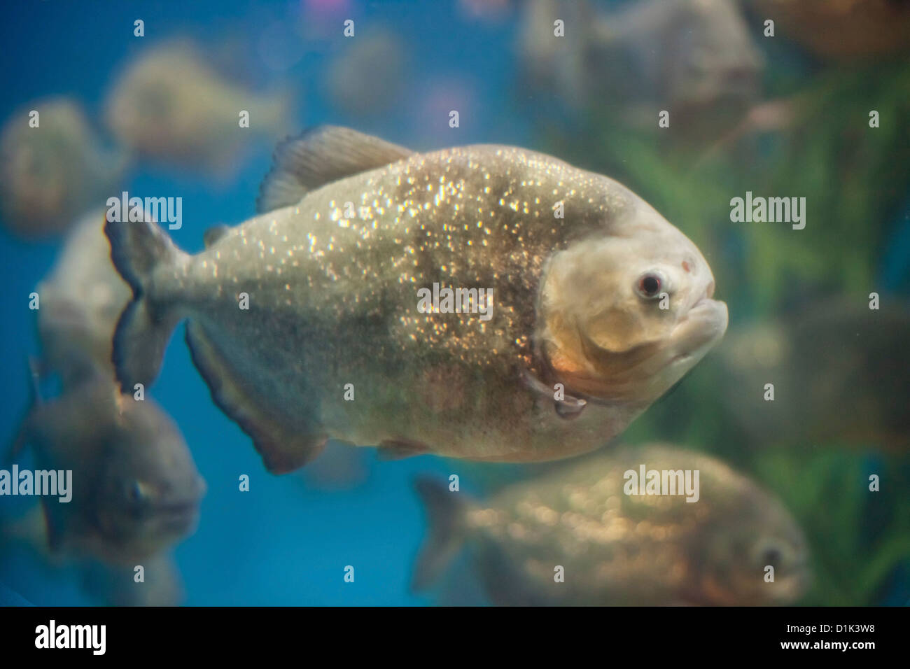 Piranha fish hi-res stock photography and images - Alamy