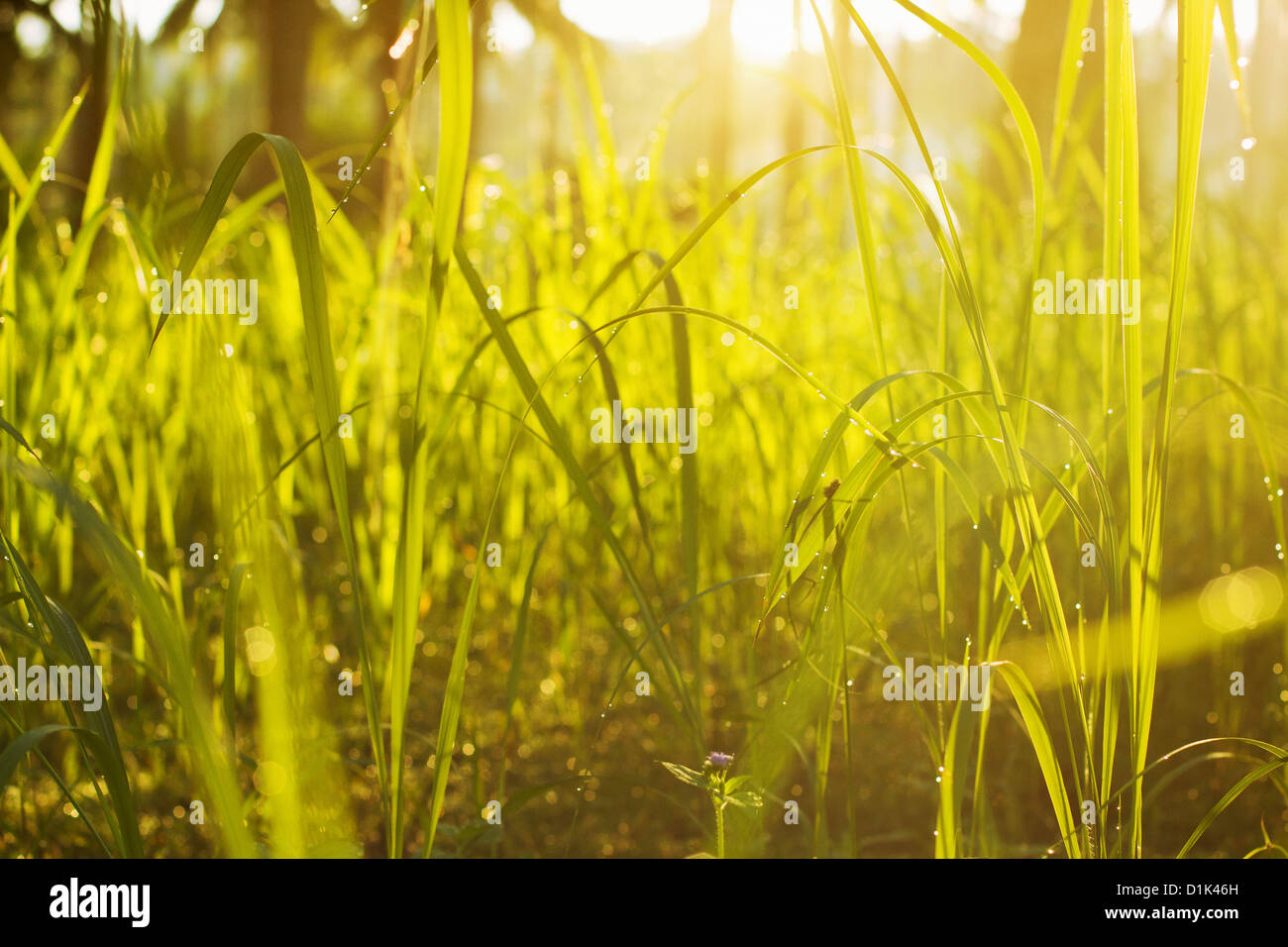 Grass treatment hi-res stock photography and images - Alamy