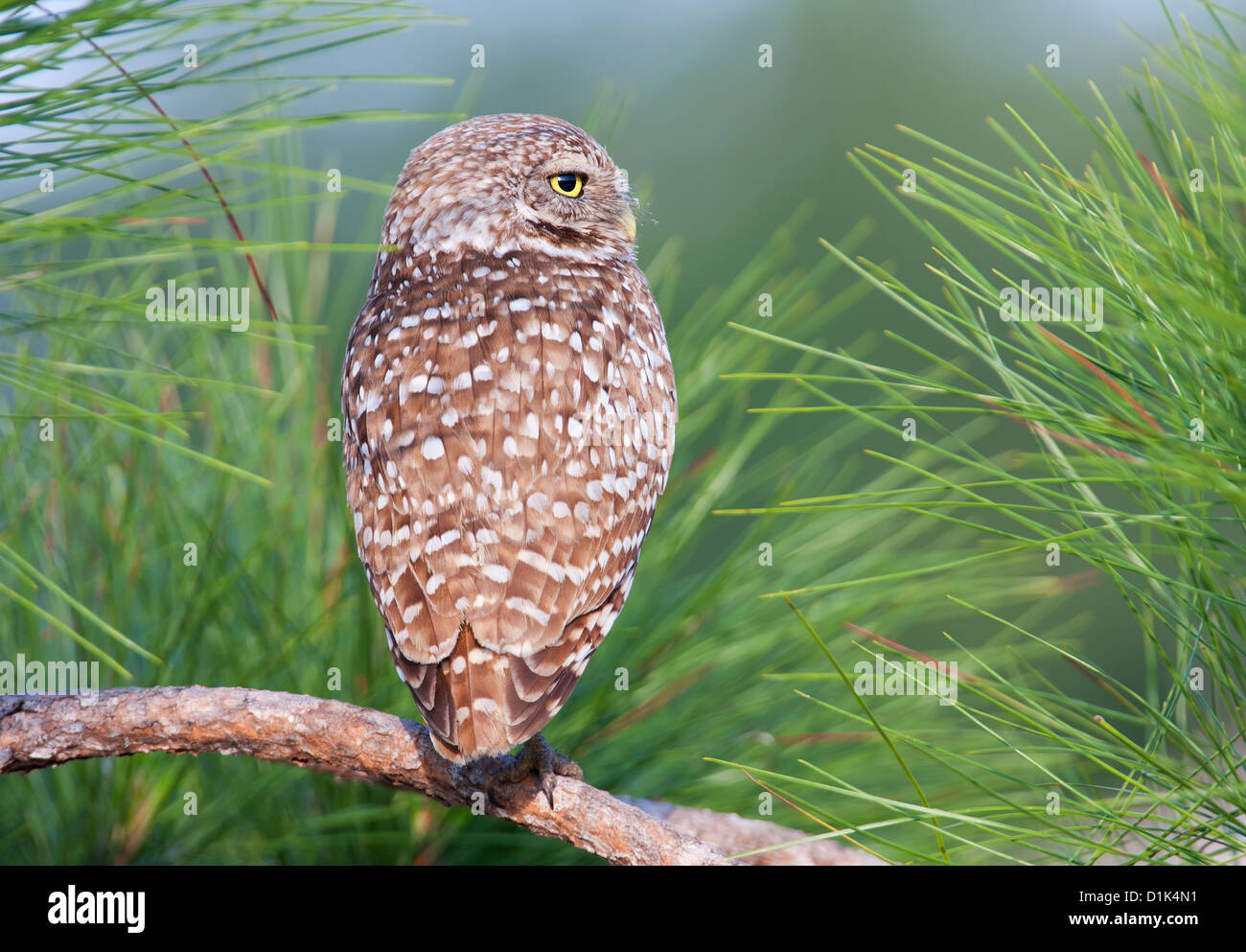 A photograph of an adult burrowing owl in tree Stock Photo - Alamy