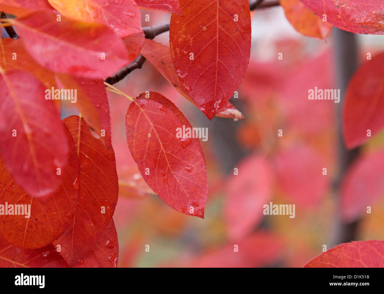 Crimson Serviceberry Leaves Stock Photo - Alamy