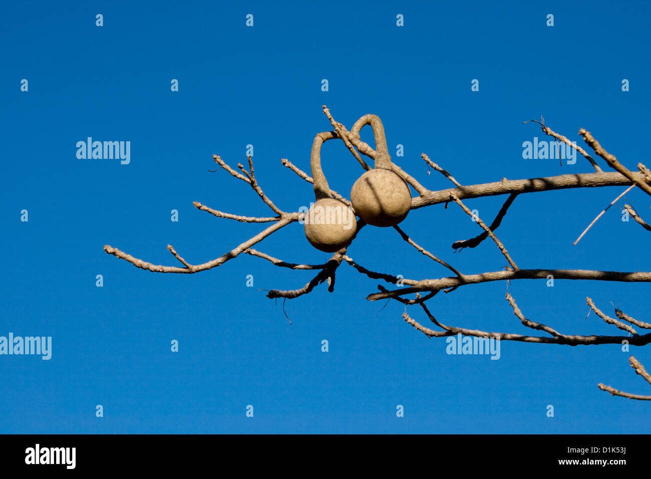 Spiny monkey orange hi-res stock photography and images - Alamy