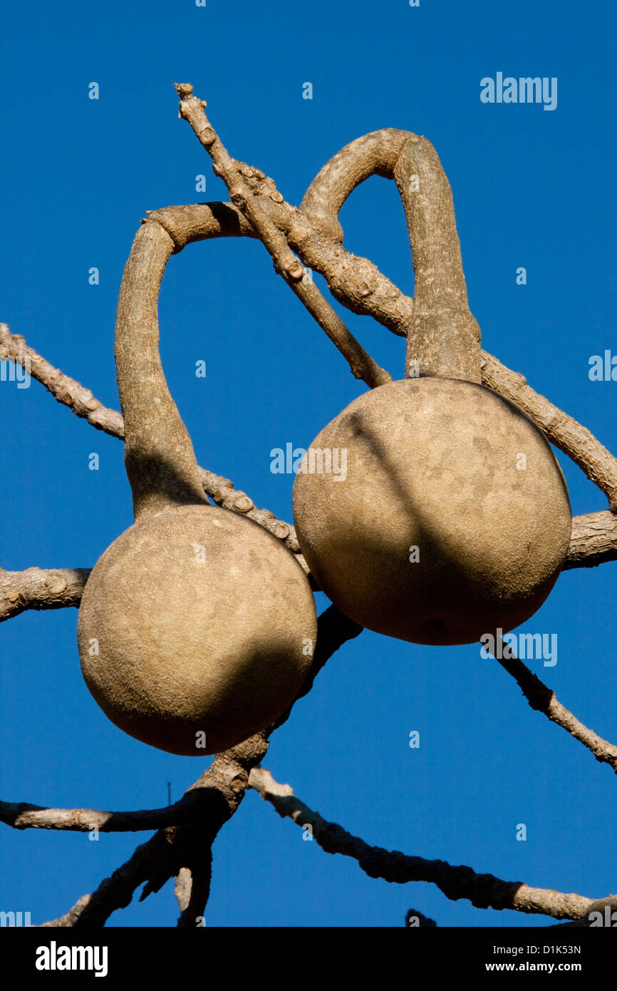 Spiny monkey orange hi-res stock photography and images - Alamy