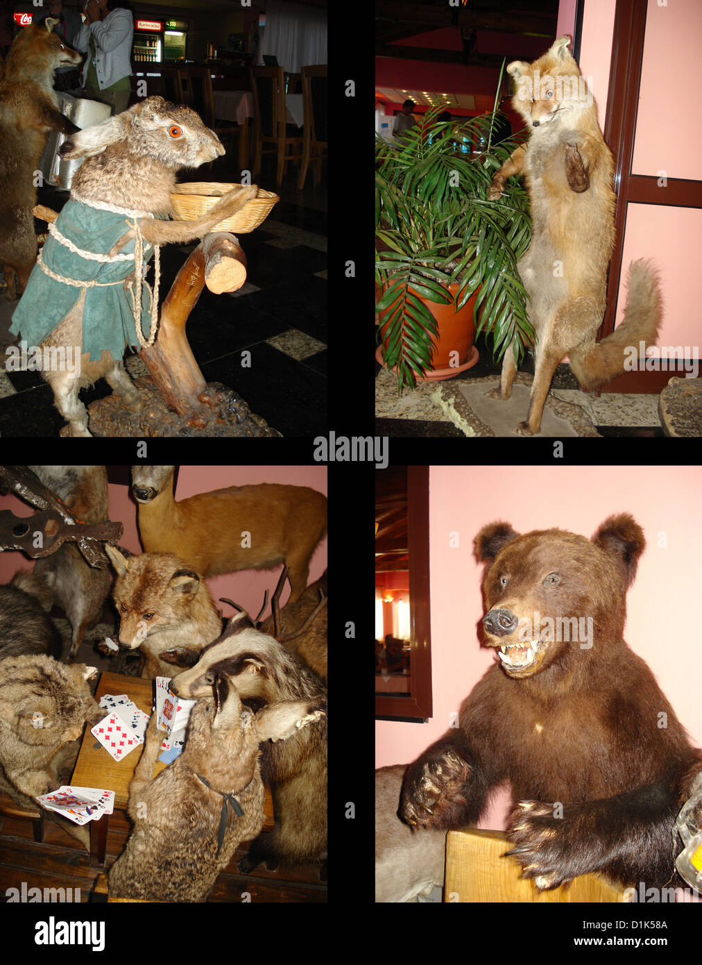 Taxidermy animals hi-res stock photography and images - Alamy