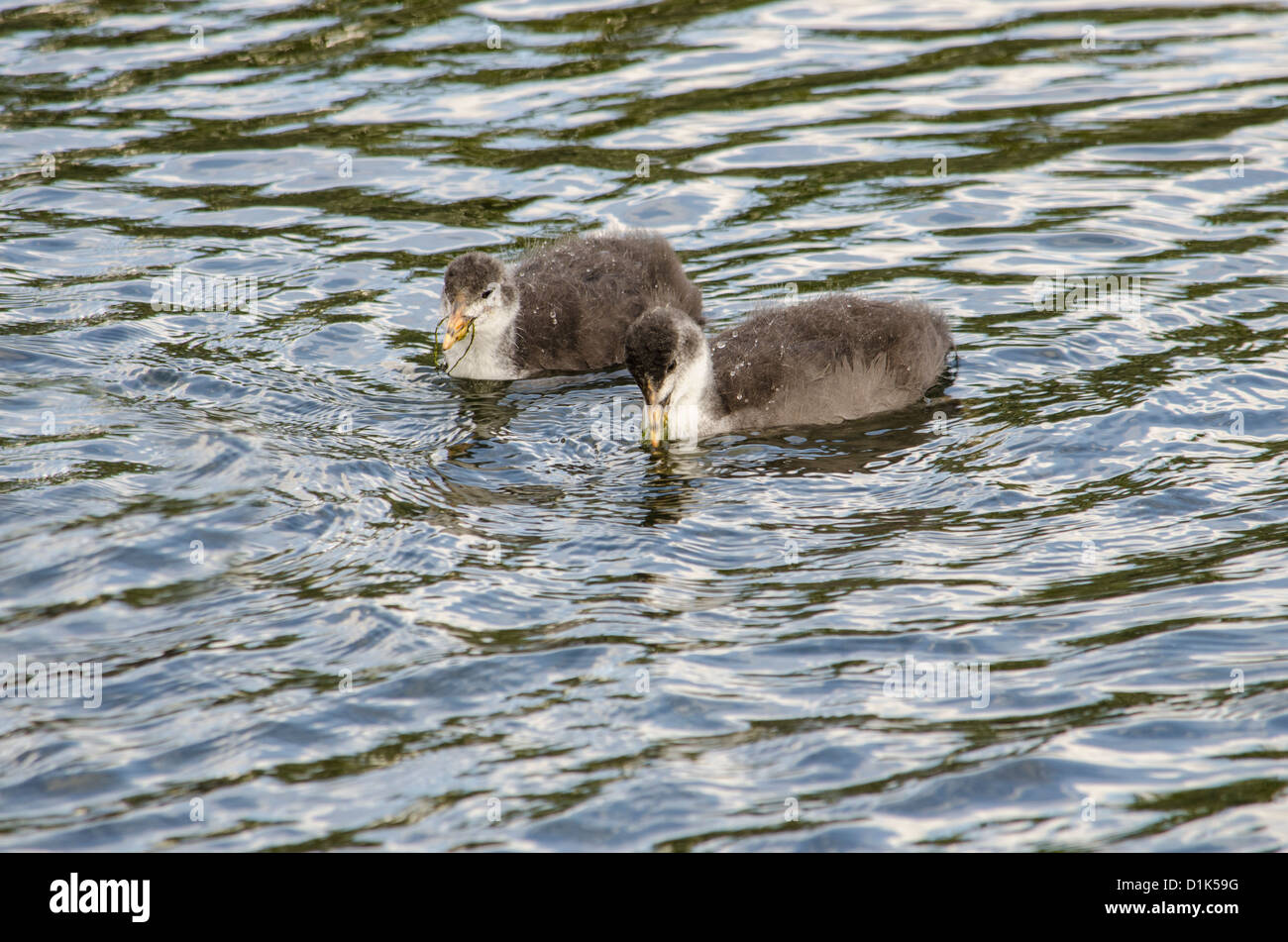 Two cute juvenile coots enjoying life on a sunny day Stock Photo - Alamy
