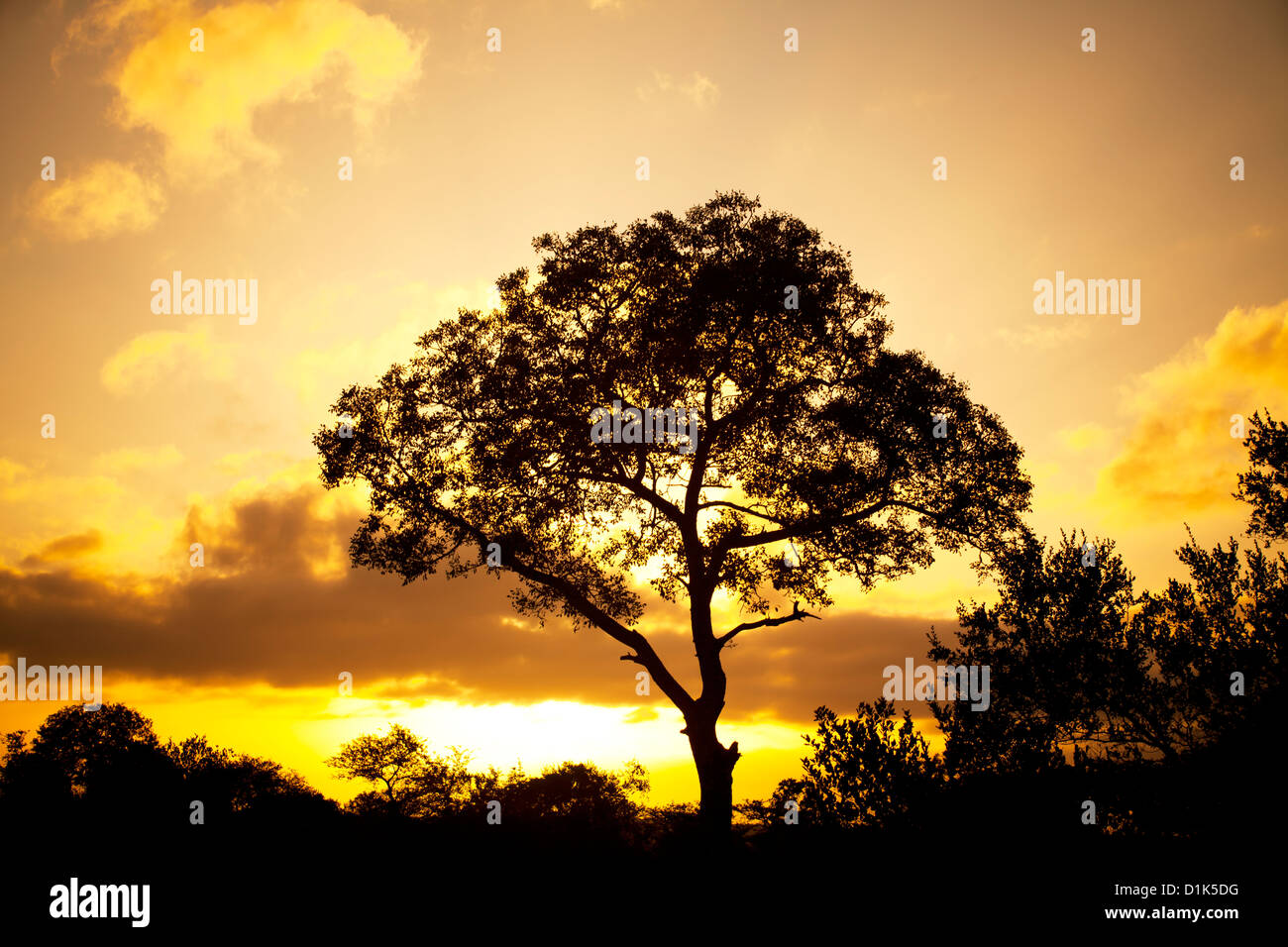 African tree silhouette hi-res stock photography and images - Alamy