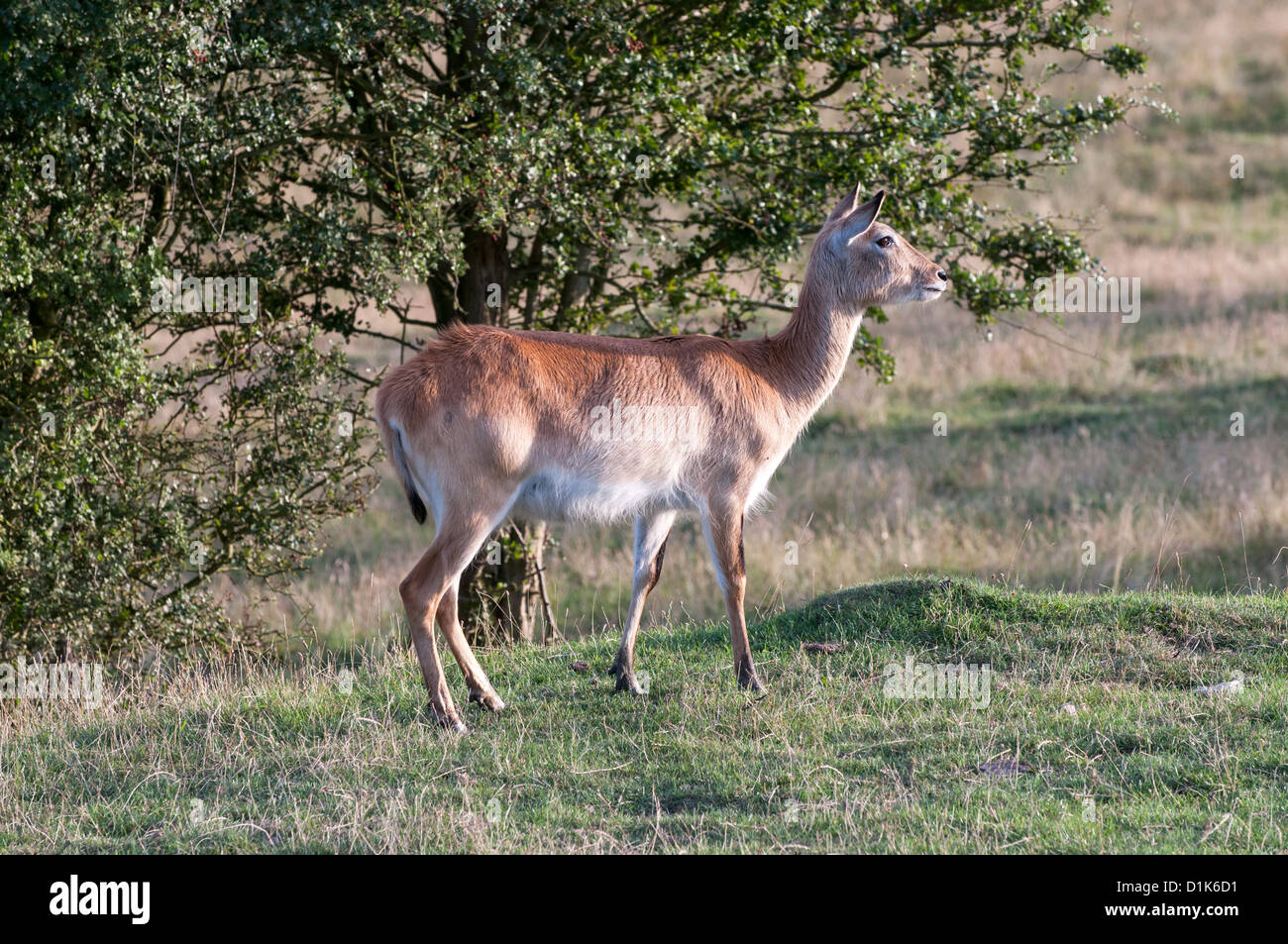 Female red lechwe hi-res stock photography and images - Alamy