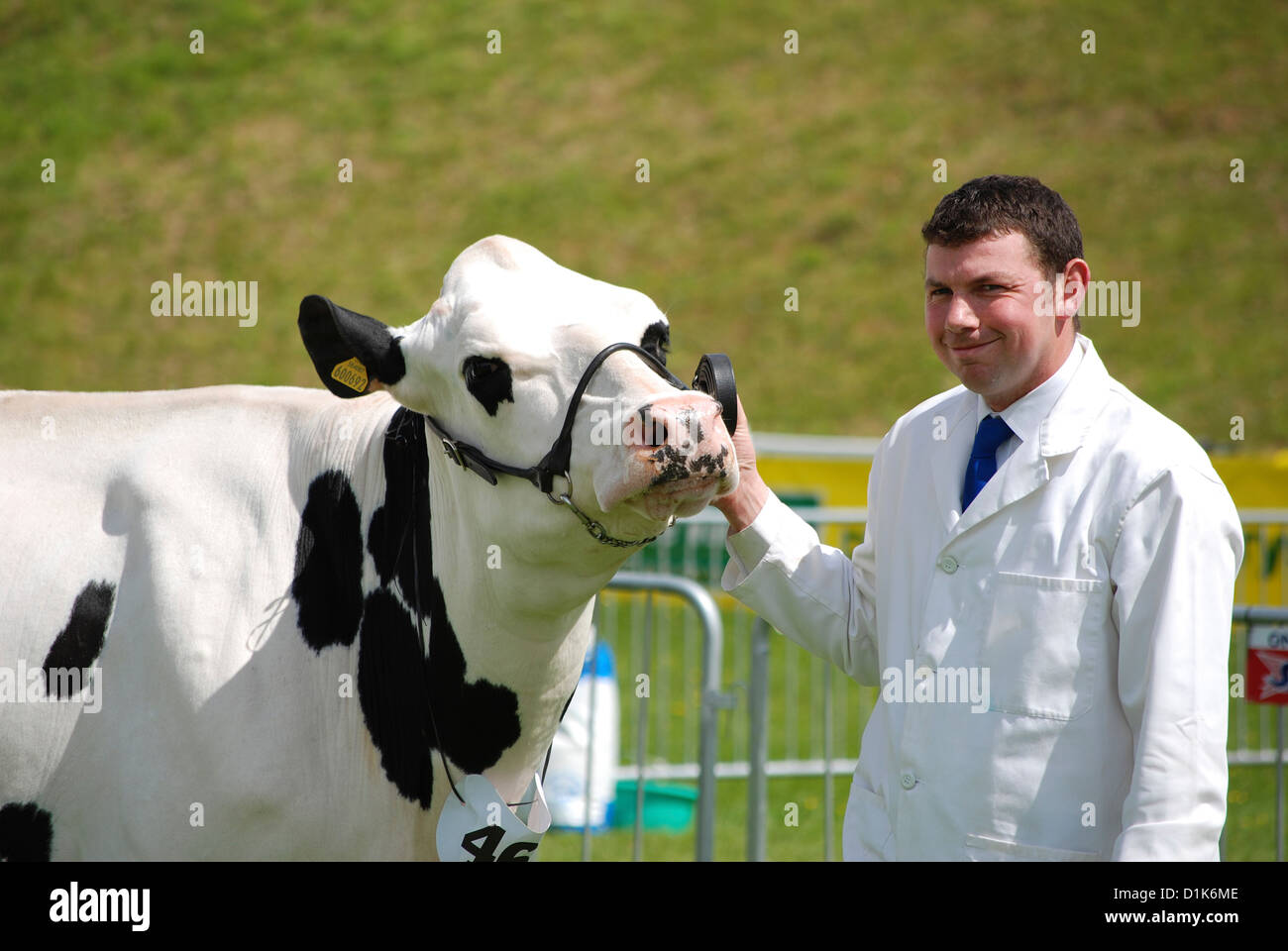 Prize cow hi-res stock photography and images - Alamy