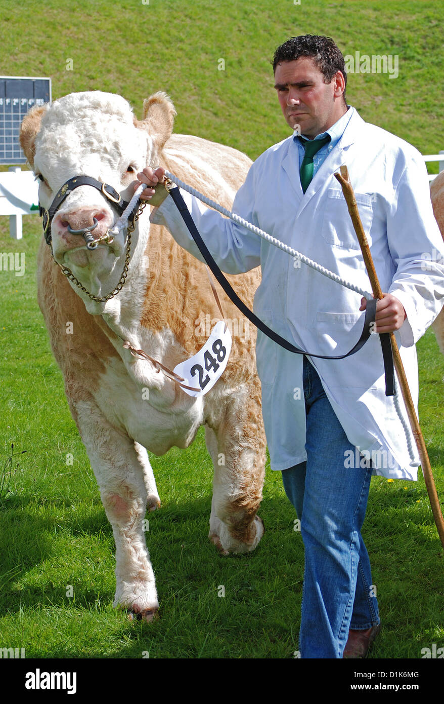 Prize bull hi-res stock photography and images - Alamy