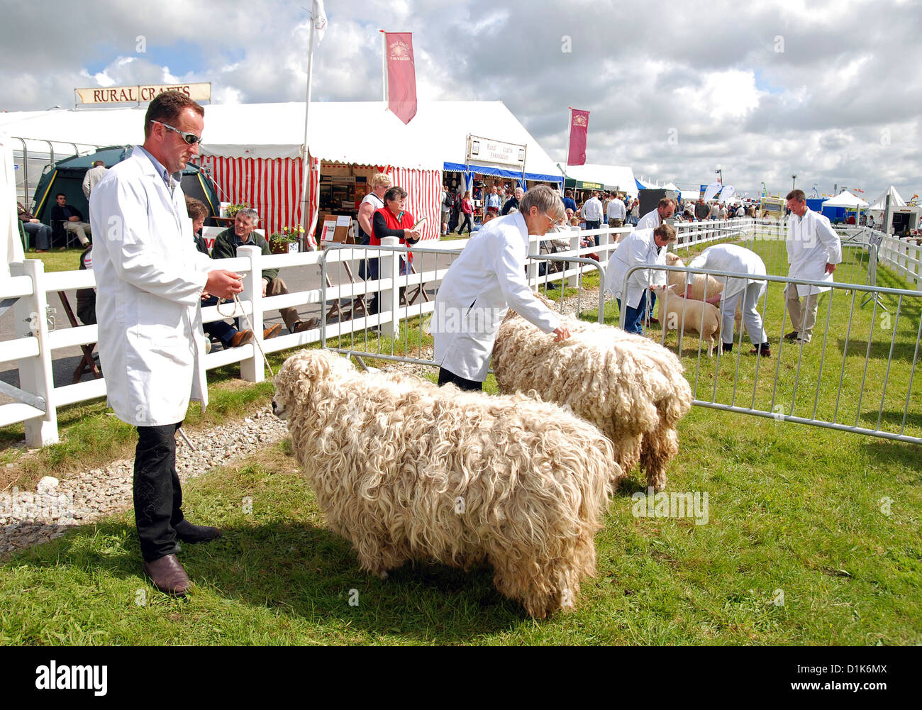 sheep in the judging pen at the royal cornwall show, wadebridge ...