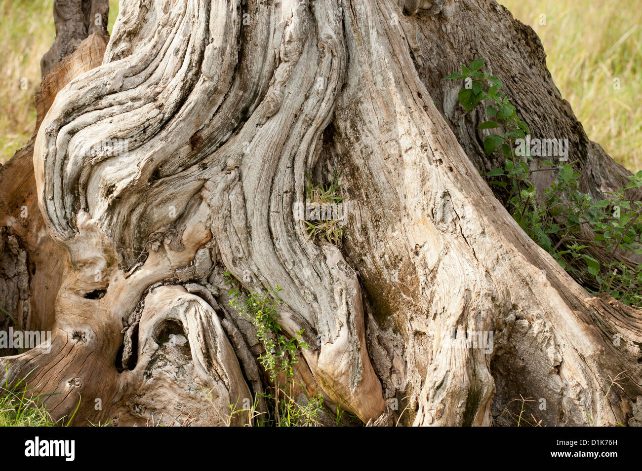 Ficus sycomorus hi-res stock photography and images - Alamy