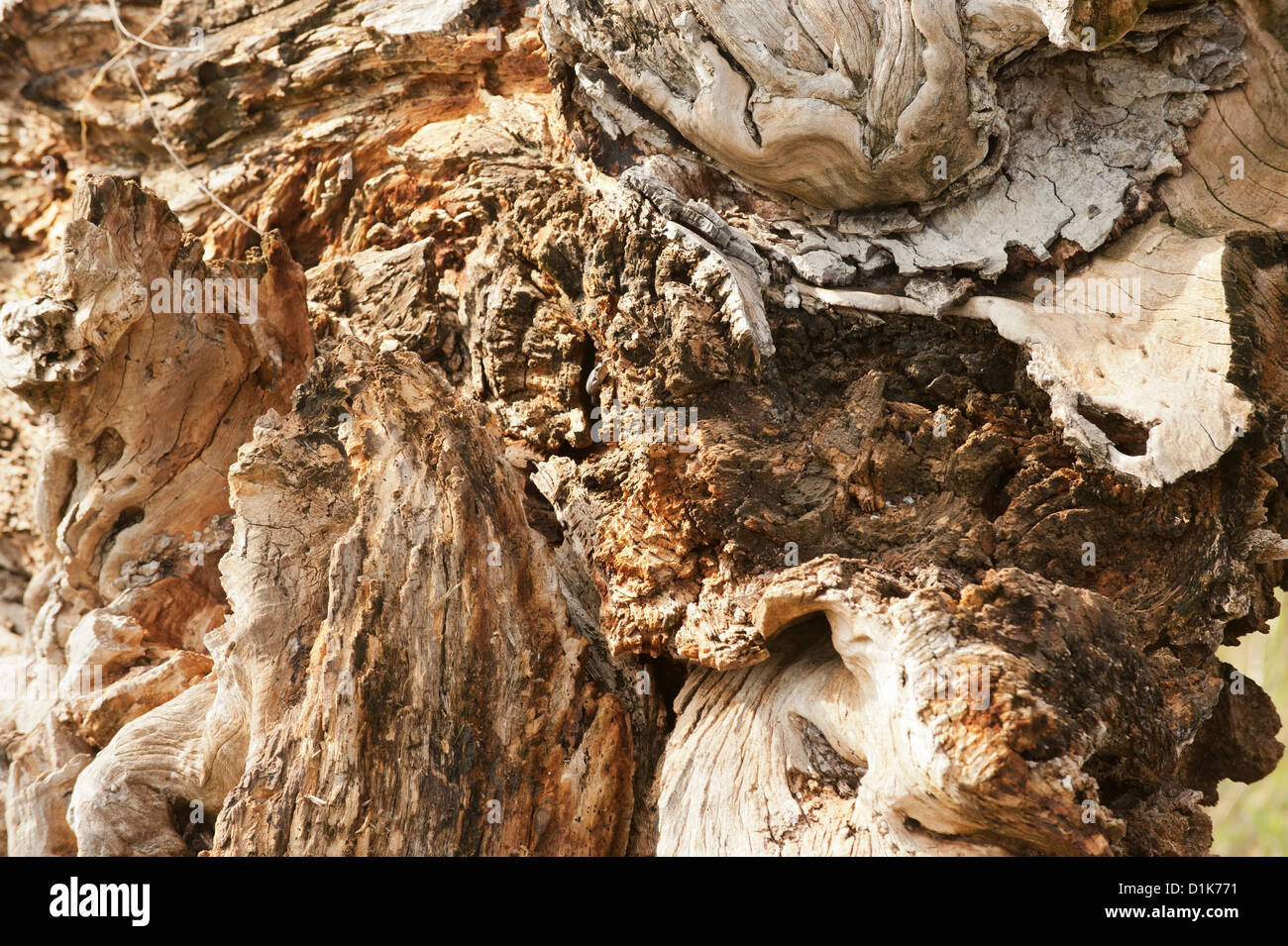 Sycamore fig tree hi-res stock photography and images - Alamy