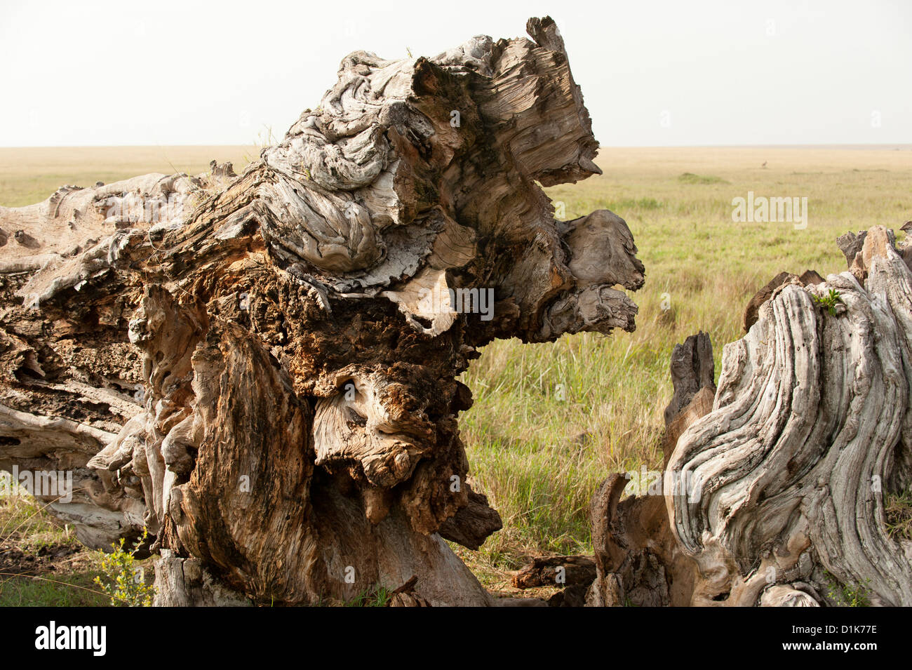 Ficus i hi-res stock photography and images - Alamy