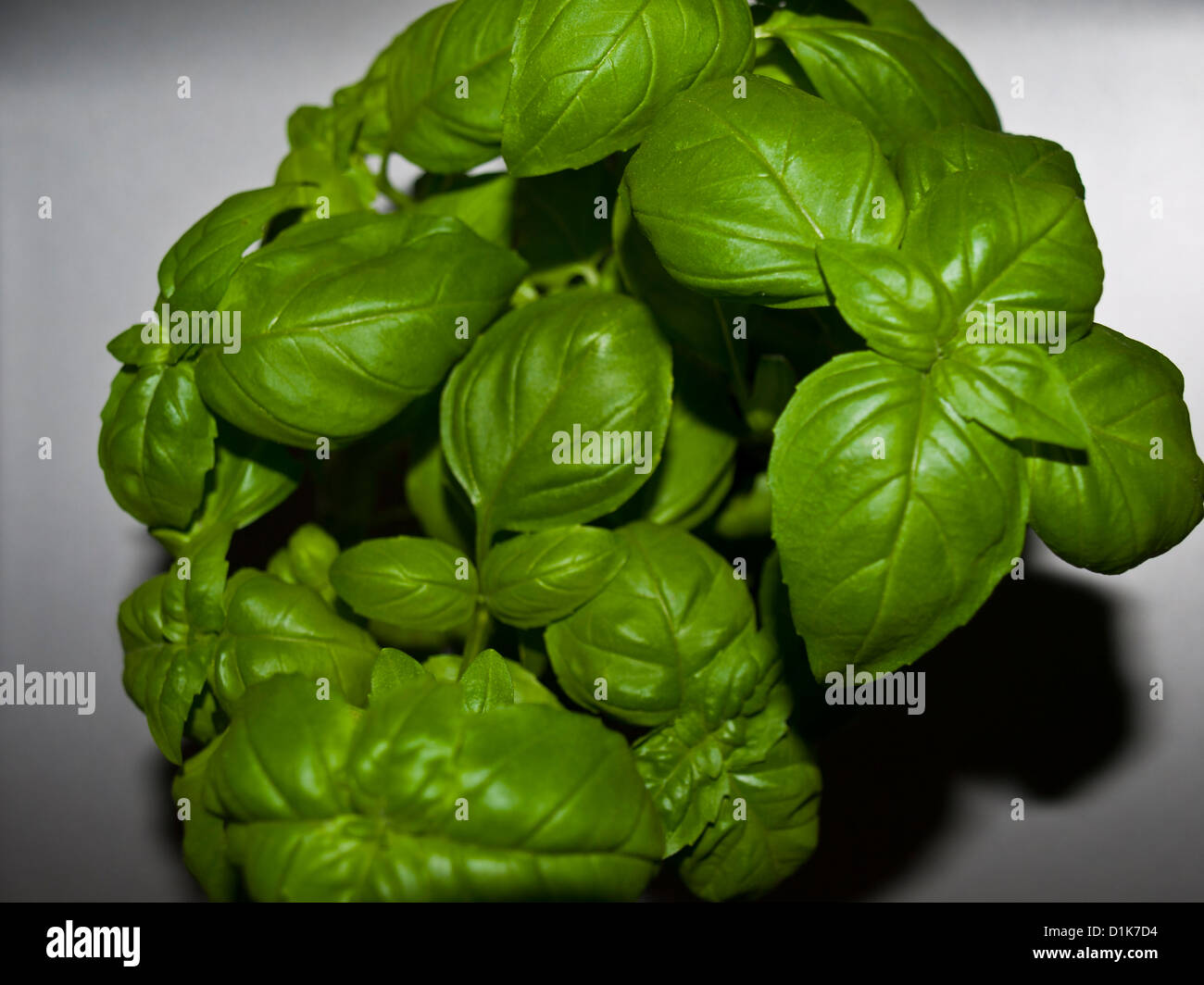 Basil plant leafs Stock Photo - Alamy