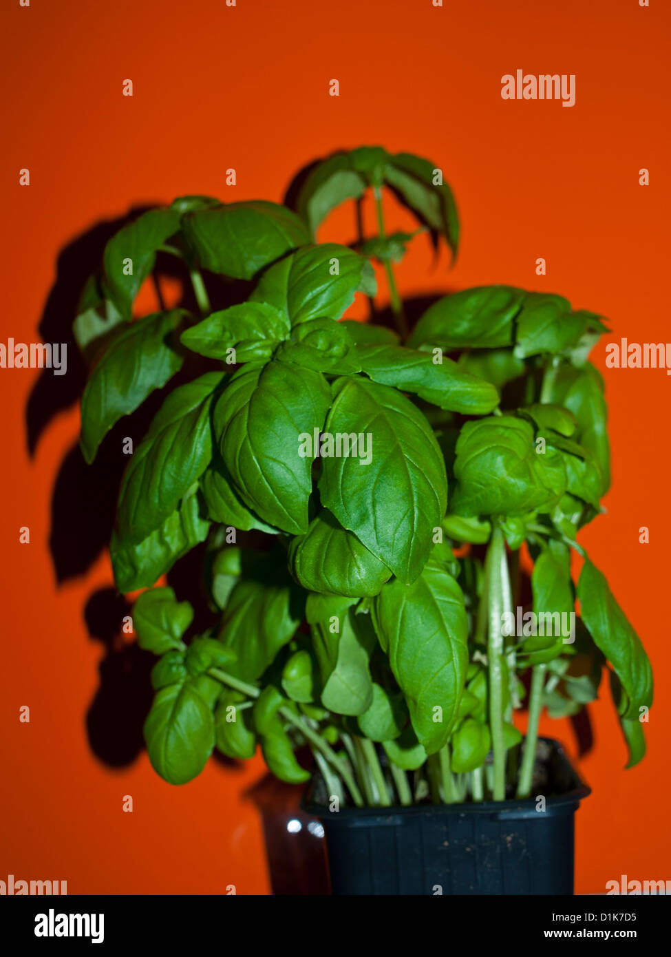 Basil plant leafs Stock Photo - Alamy