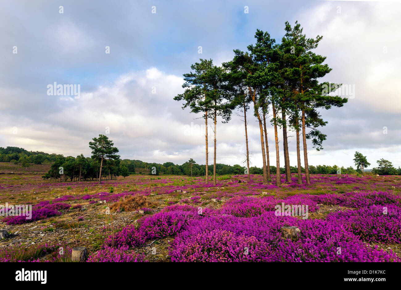Scots pine trees moorland hi-res stock photography and images - Alamy