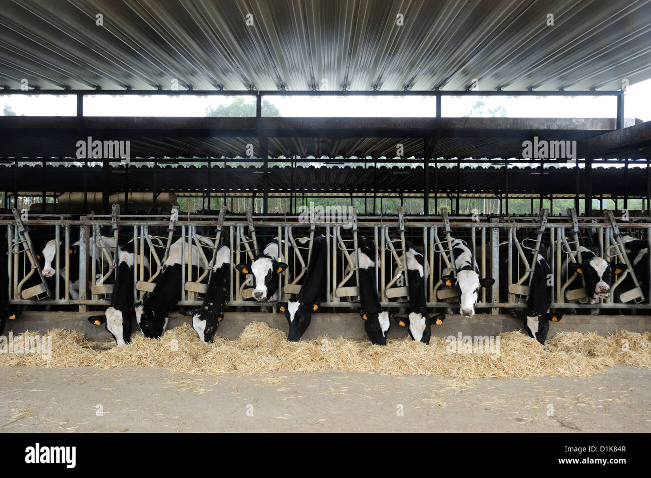 Cattle Feedlot High Resolution Stock Photography and Images - Alamy