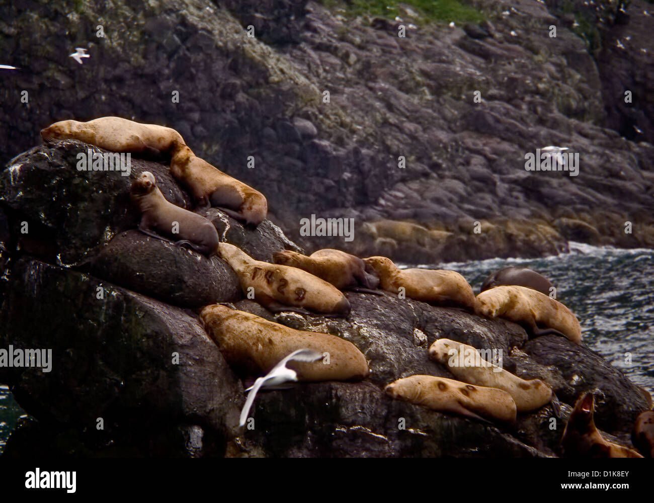 Basking sea lions hi-res stock photography and images - Alamy