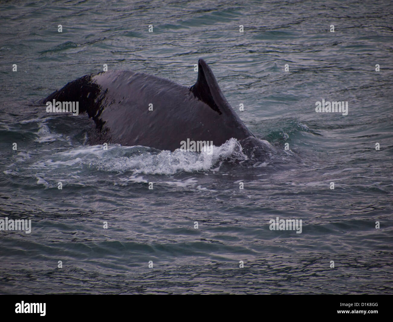 Gray back whale hi-res stock photography and images - Alamy