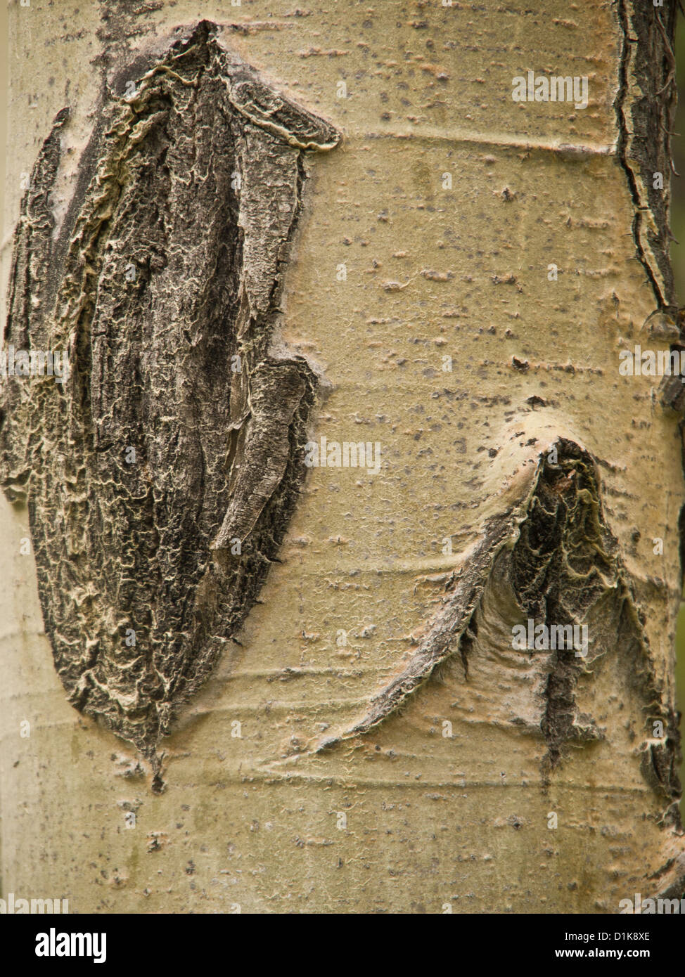 Birch bark patterns, Alaska Stock Photo - Alamy