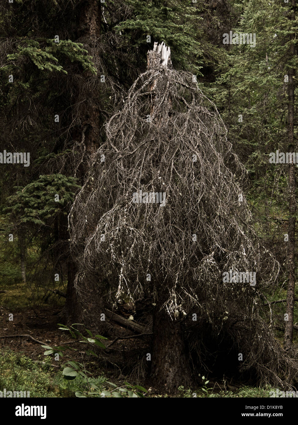 Dead evergreen, Alaska Stock Photo - Alamy