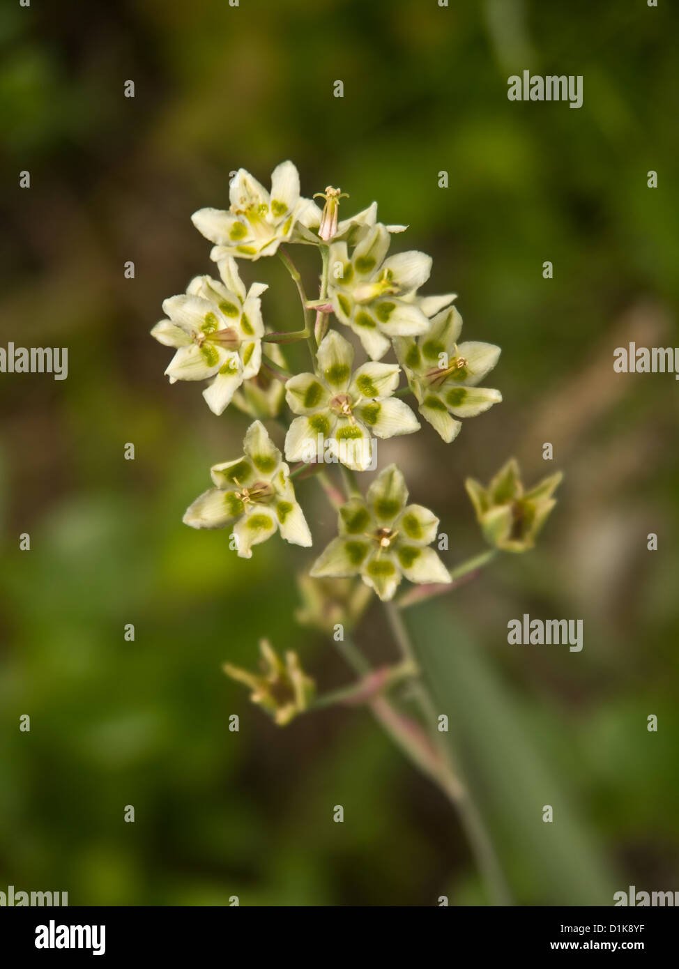 Green and white flower, Alaska Stock Photo - Alamy