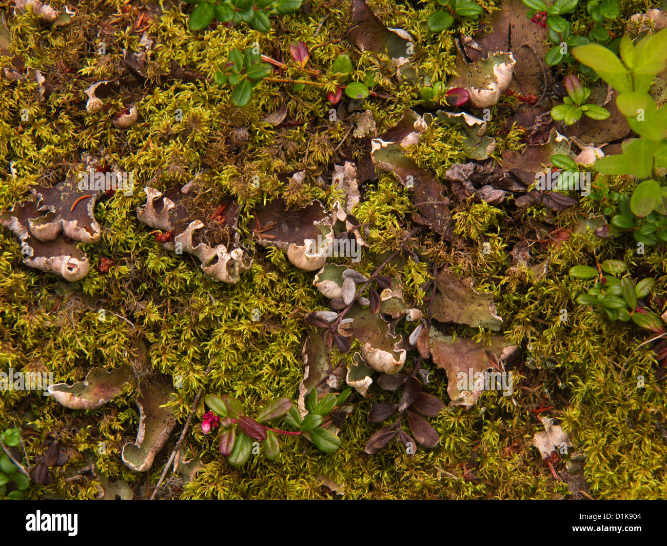 Moss and Fungus, Alaska Stock Photo - Alamy