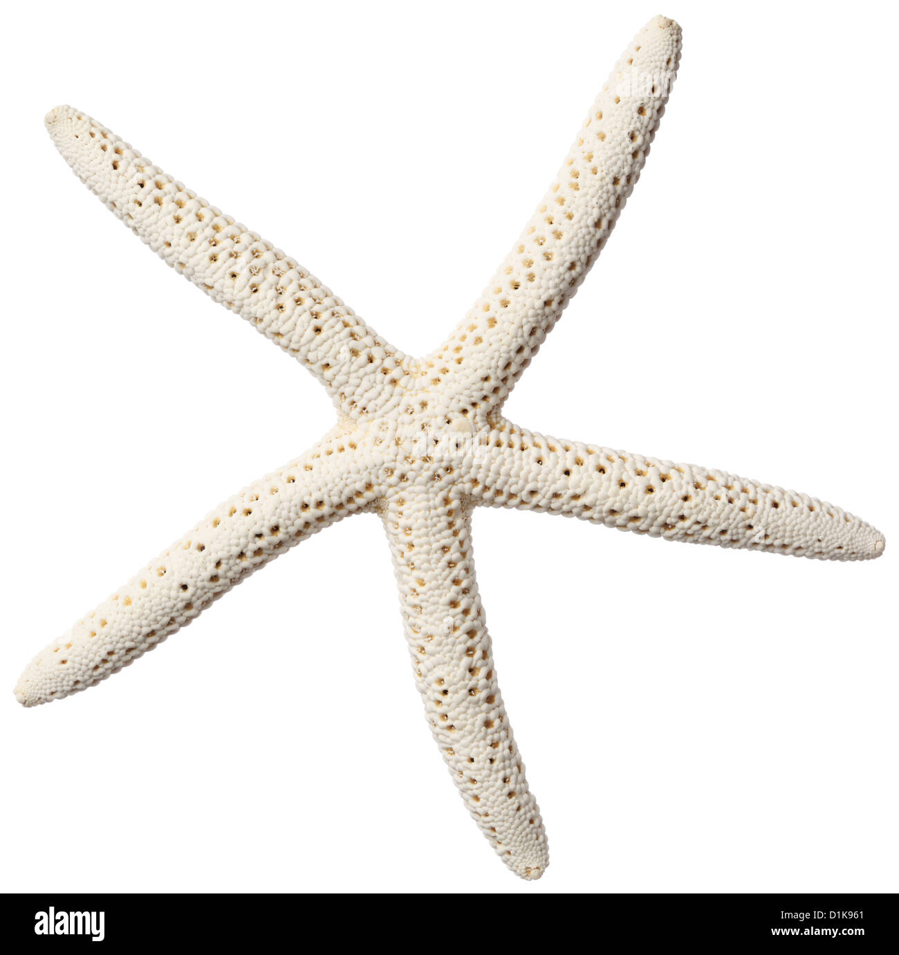 Starfish isolated on white background Stock Photo - Alamy