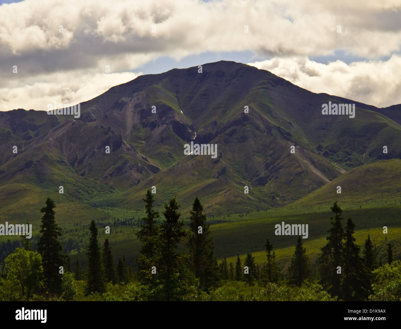 Forested textures hi-res stock photography and images - Alamy
