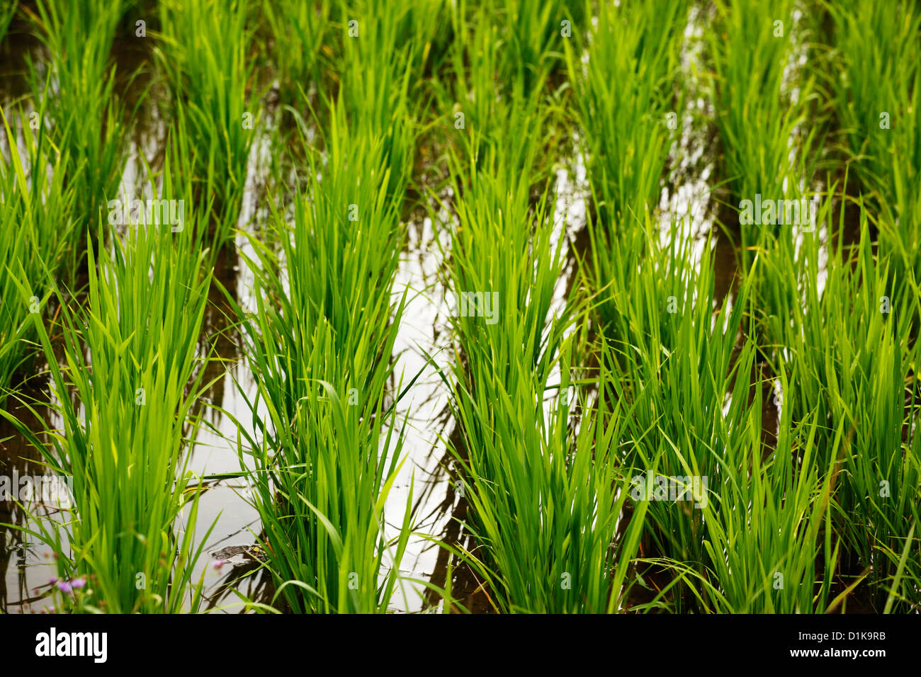 Rice growing hi-res stock photography and images - Alamy
