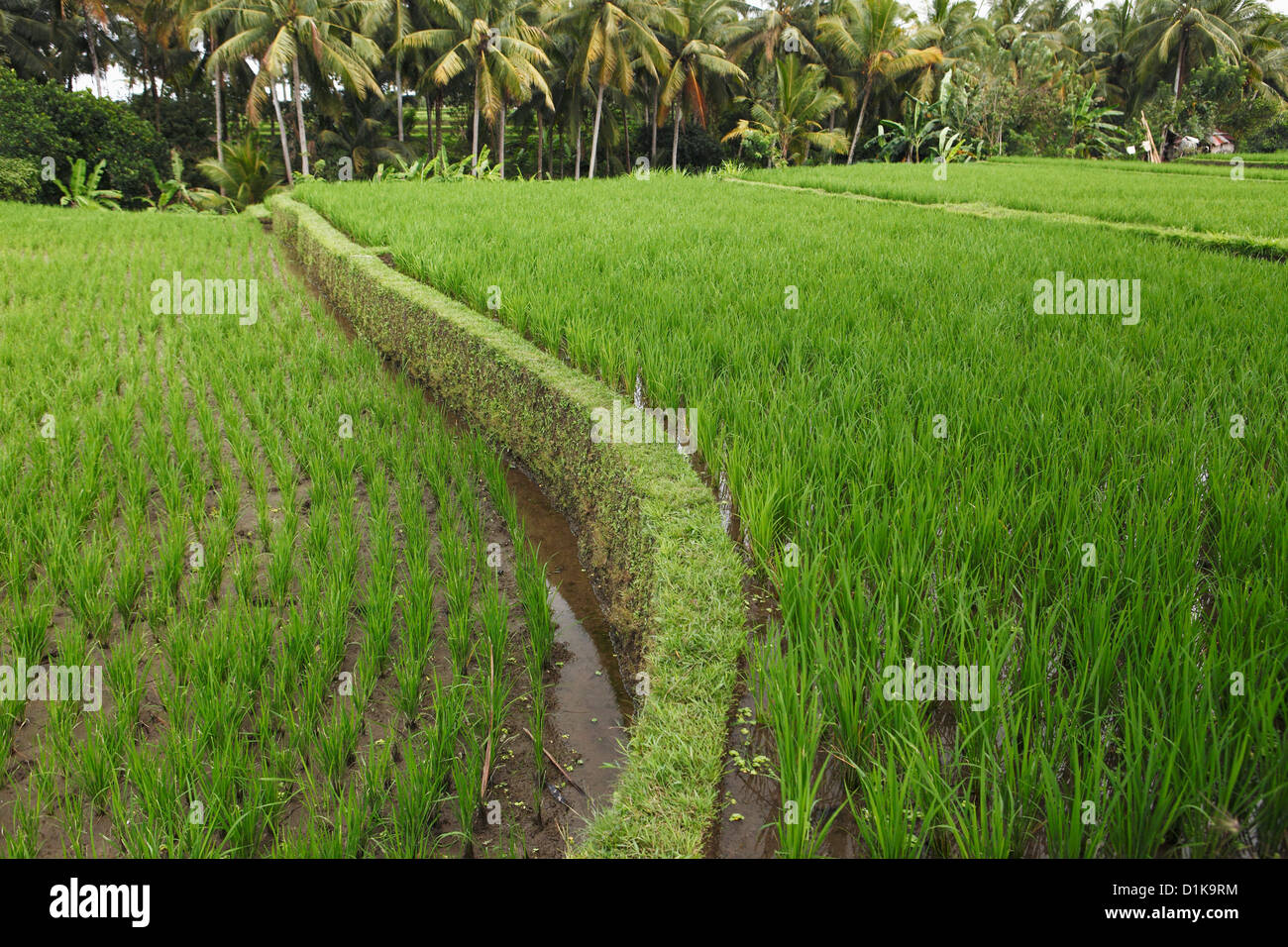 Rice growing hi-res stock photography and images - Alamy