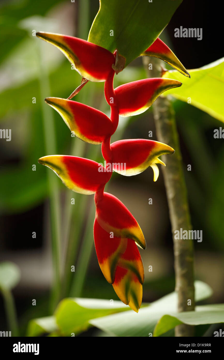 Hanging bird hi-res stock photography and images - Alamy