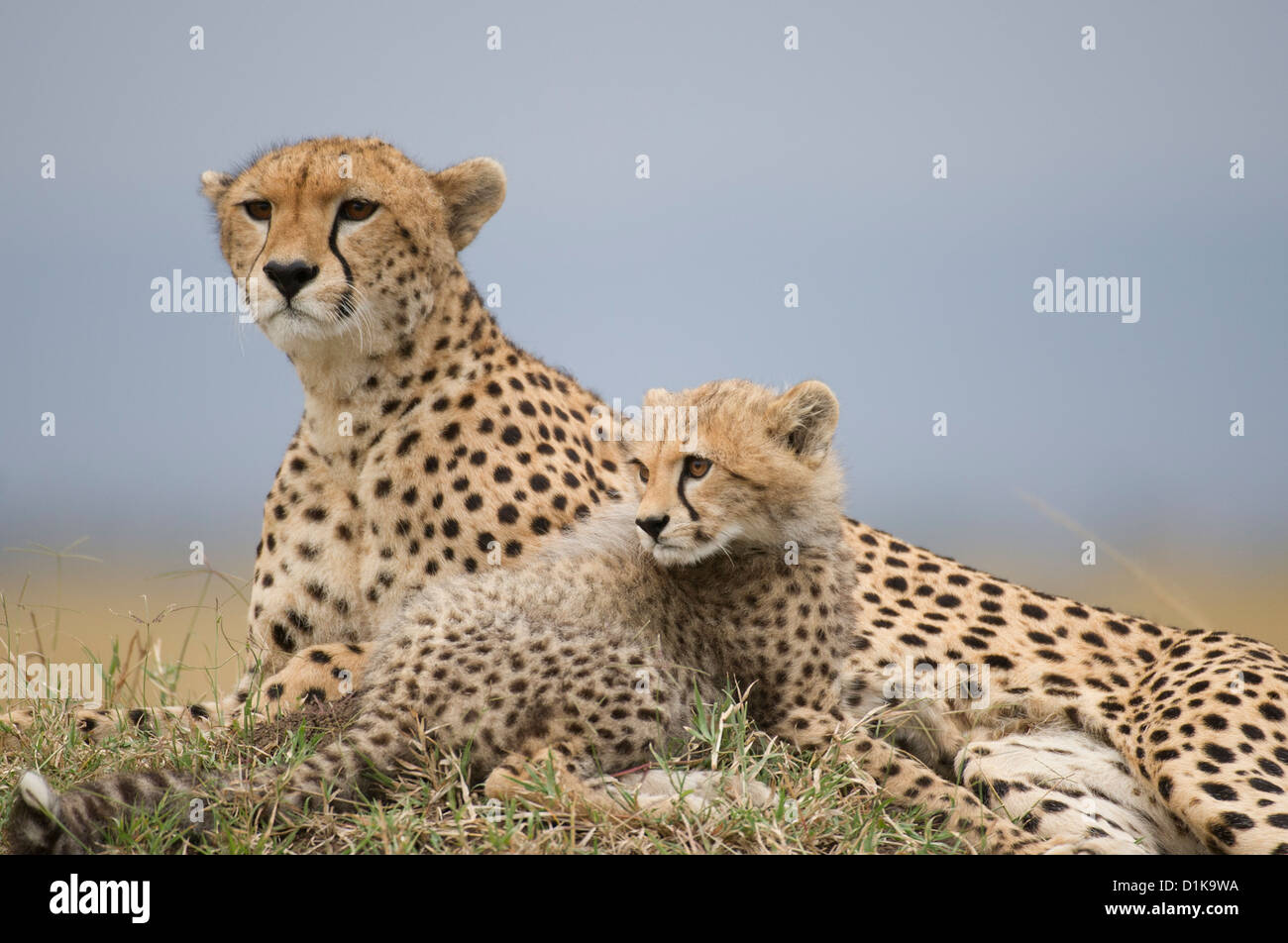 Cheetah and cub Stock Photo - Alamy