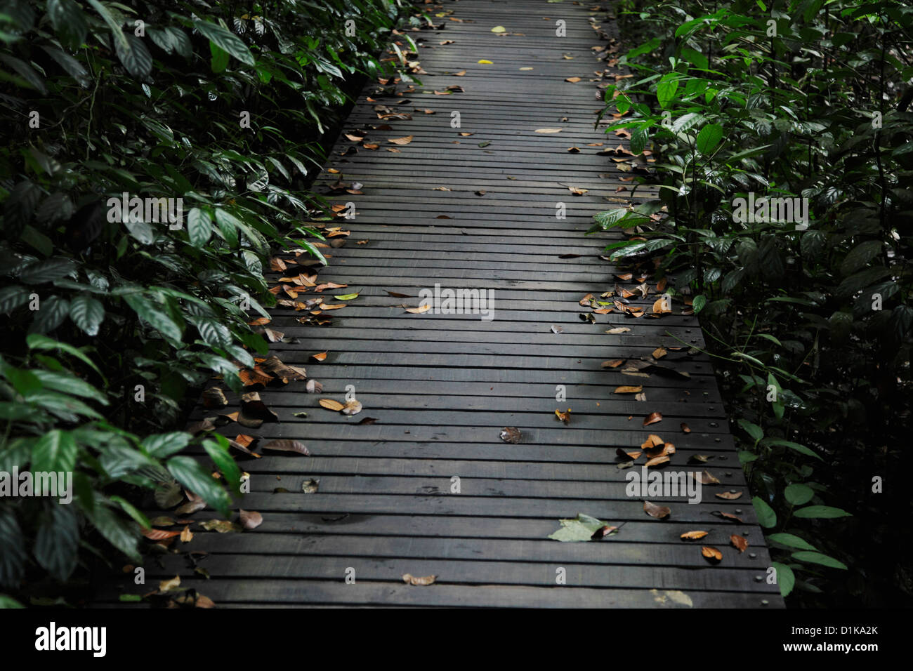 Wooden path through trees Stock Photo - Alamy