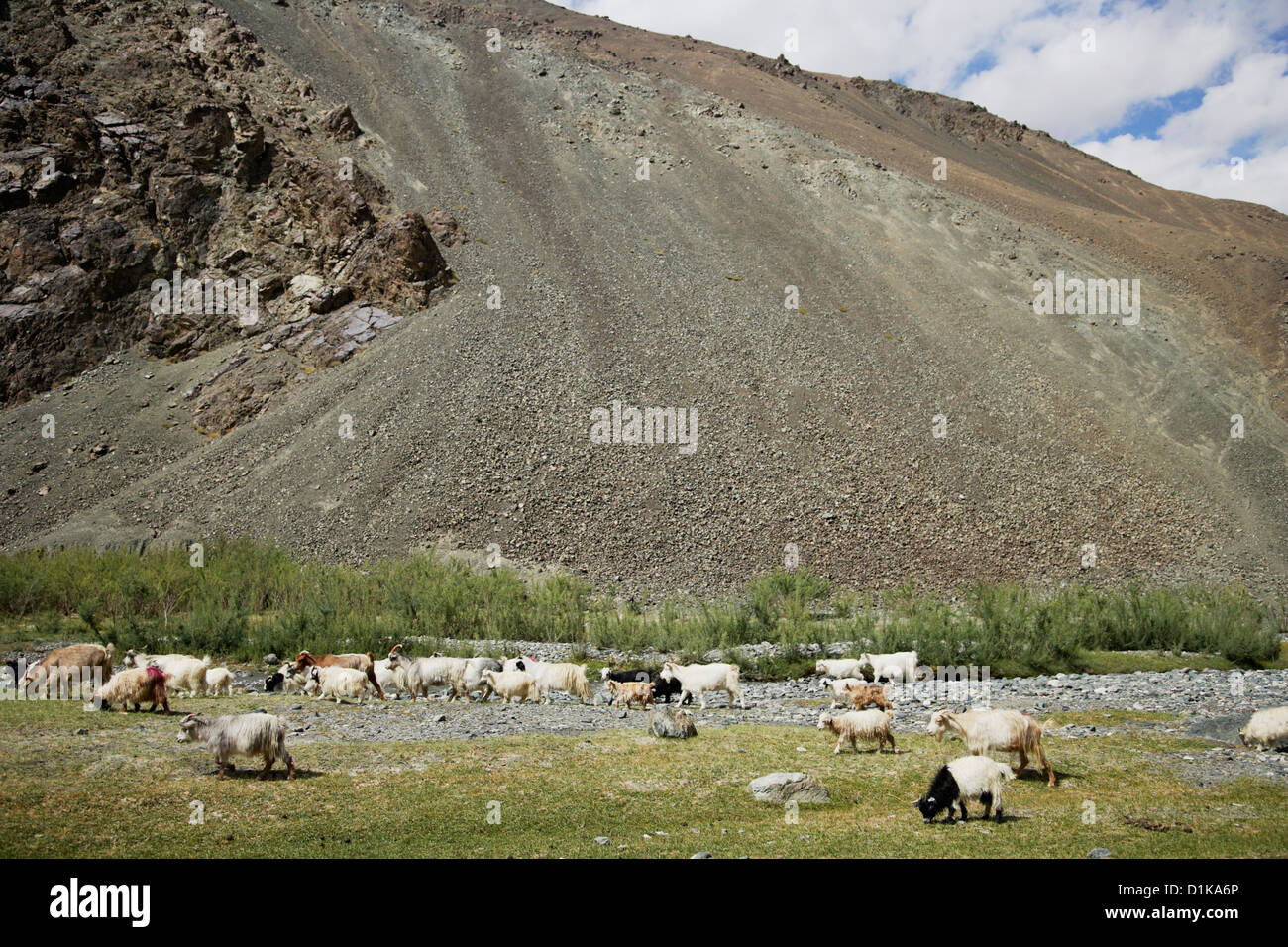 Heard of goats and sheep grazing at the foothills of the Himalayas ...