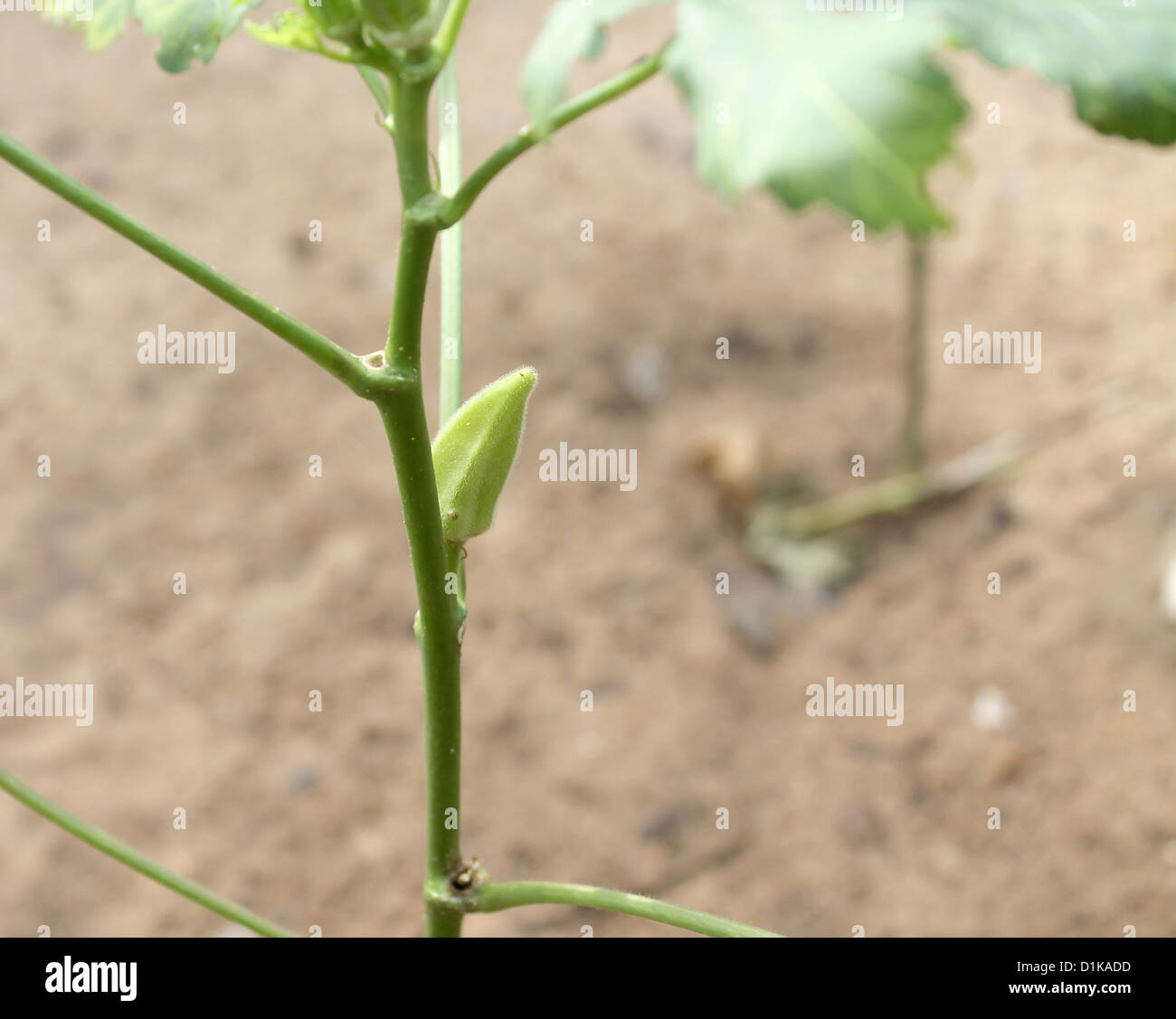 Ladys finger hi-res stock photography and images - Alamy