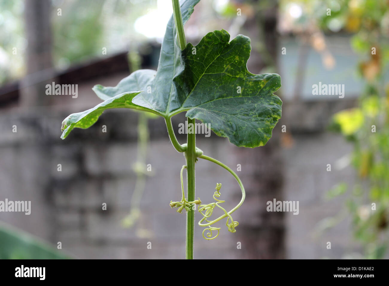 Flower buds and tendrils of a snake gourd plant Stock Photo - Alamy