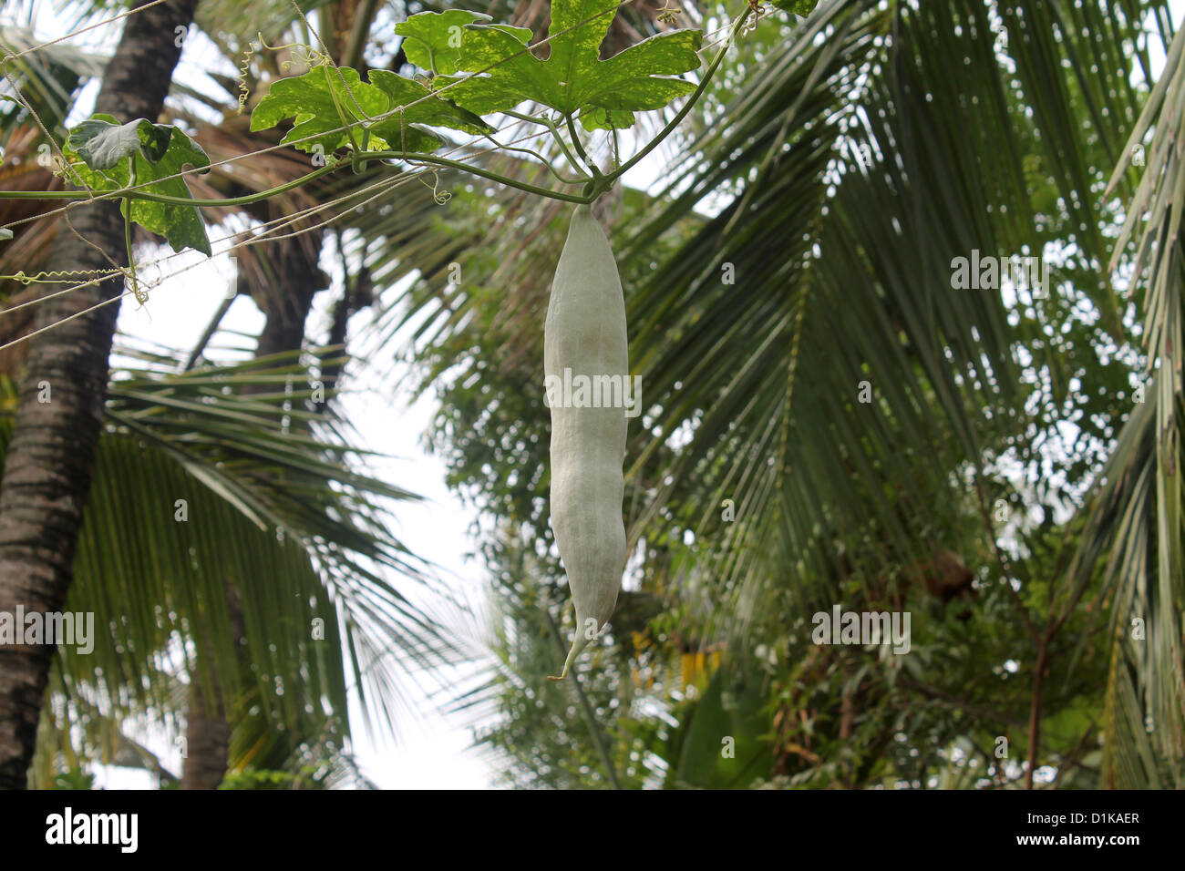Snake gourd hi-res stock photography and images - Alamy