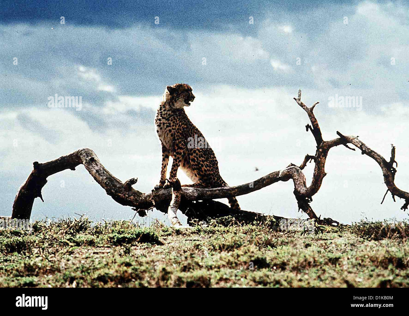 Abenteuer In Kenia Cheetah Kurz darauf wird der Gepard Duma entführt ...