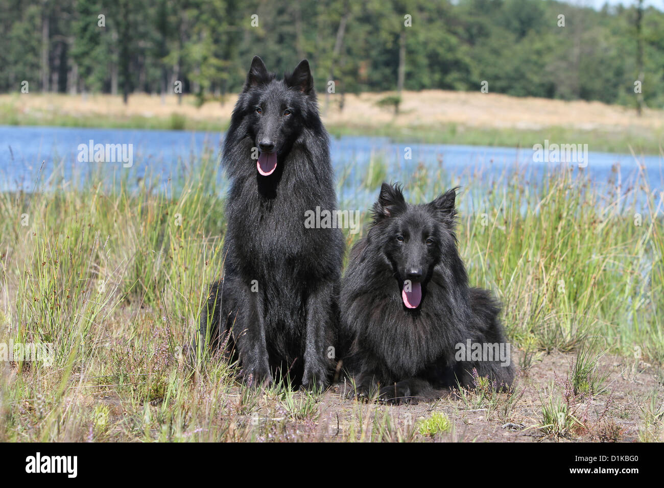 Dog Belgian shepherd Groenendael Stock Photo - Alamy