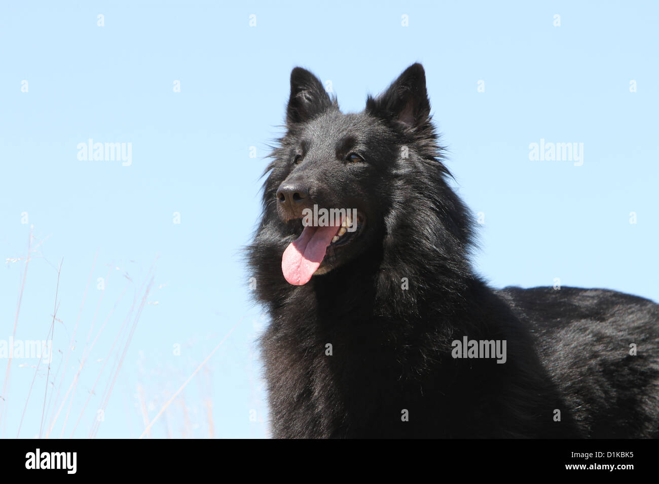 Long haired belgian shepherd hi-res stock photography and images - Alamy