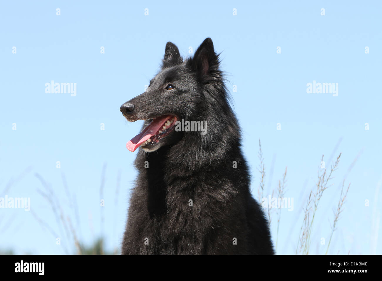 Long Haired Belgium Shepherd High Resolution Stock Photography and ...