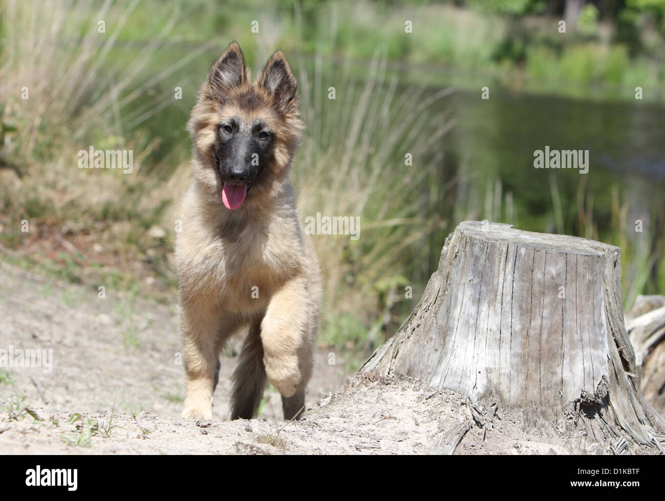 Belgian shepherd tervueren dog pup hi-res stock photography and images ...
