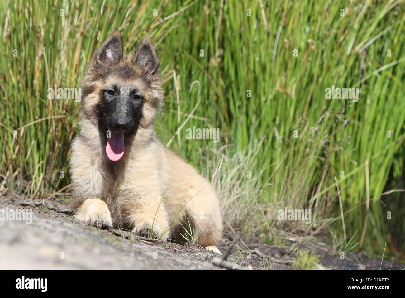 Dog Belgian shepherd Tervuren / Tervueren puppy lying on the ground ...