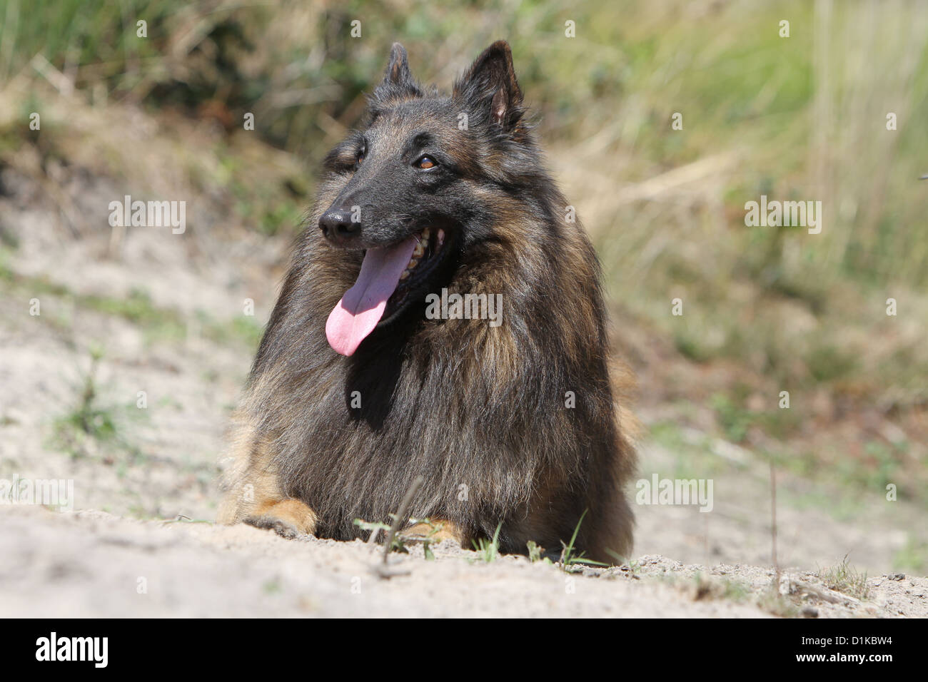 Dog Belgian shepherd Tervuren / Tervueren adult lying down Stock Photo ...