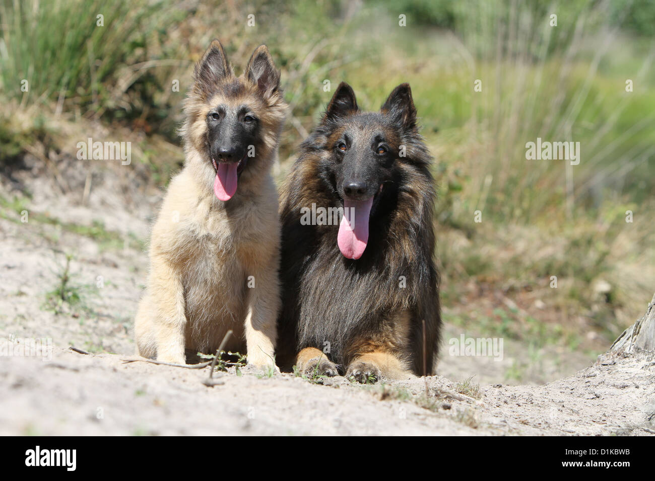 Dog Belgian shepherd Tervuren / Tervueren adult and puppy Stock Photo ...