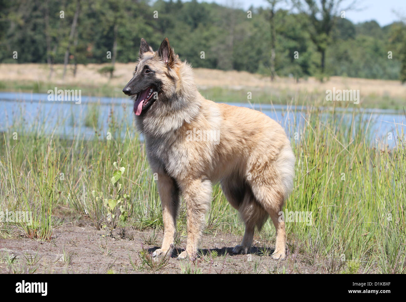Dog Belgian shepherd Tervuren / Tervueren young standard profile Stock ...