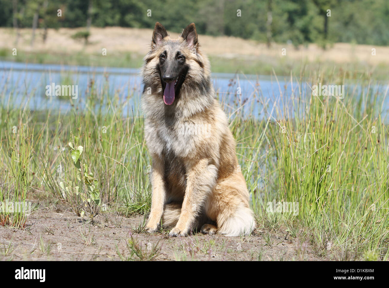 Dog Belgian shepherd Tervuren / Tervueren young sitting the shore of a ...