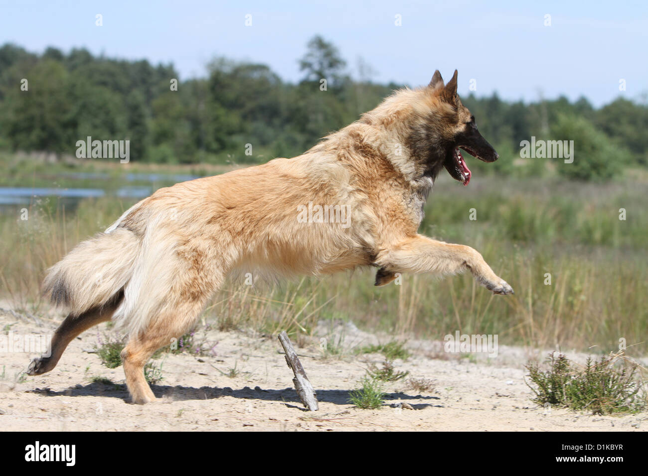 Tervueren hi-res stock photography and images - Alamy