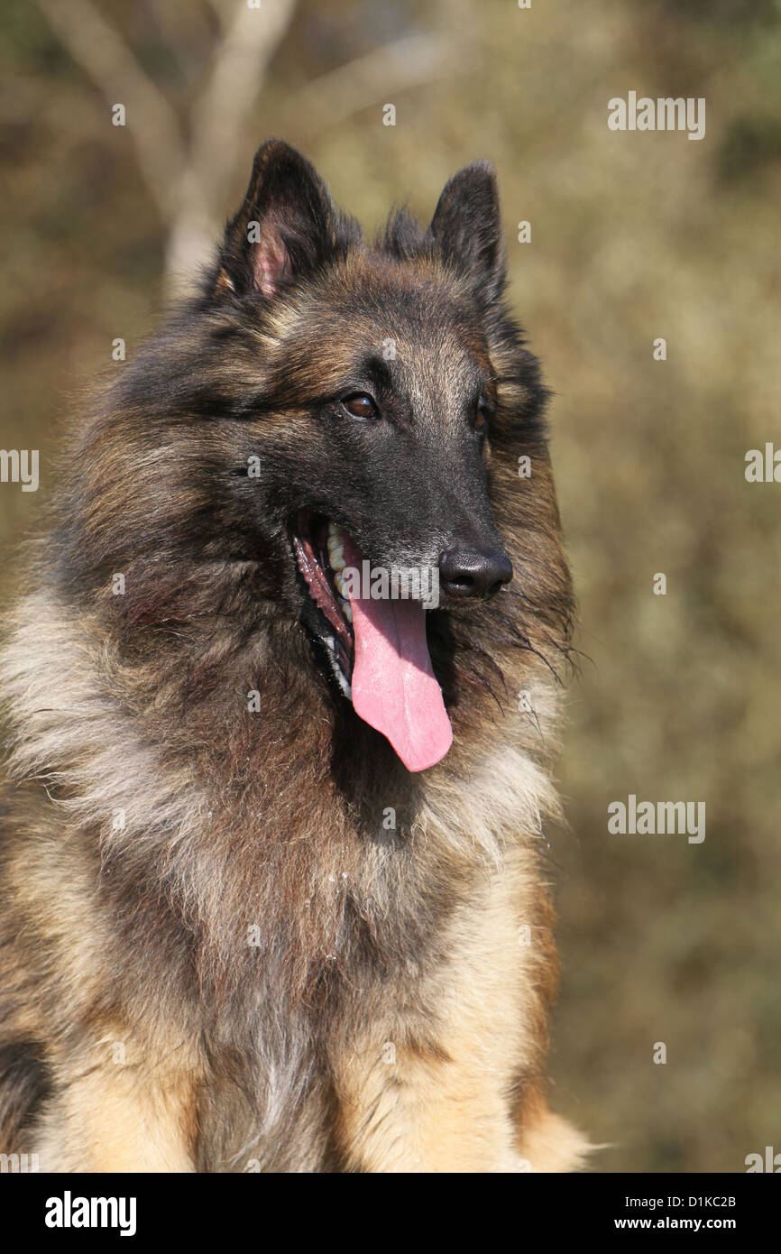 Dog Belgian shepherd Tervuren / Tervueren adult portrait profile Stock ...
