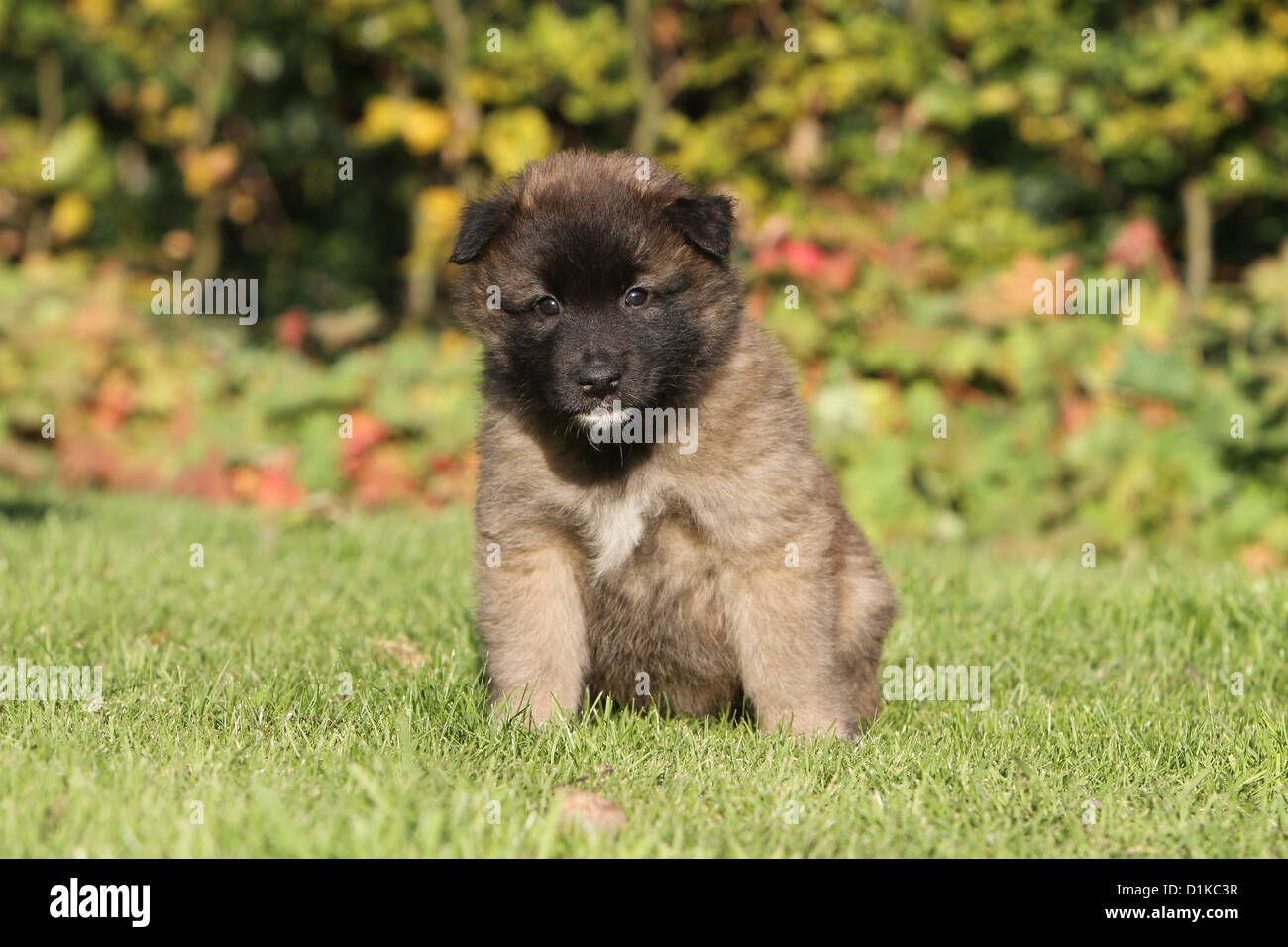 Dog Belgian shepherd Tervuren / Tervueren puppy sitting on grass Stock ...
